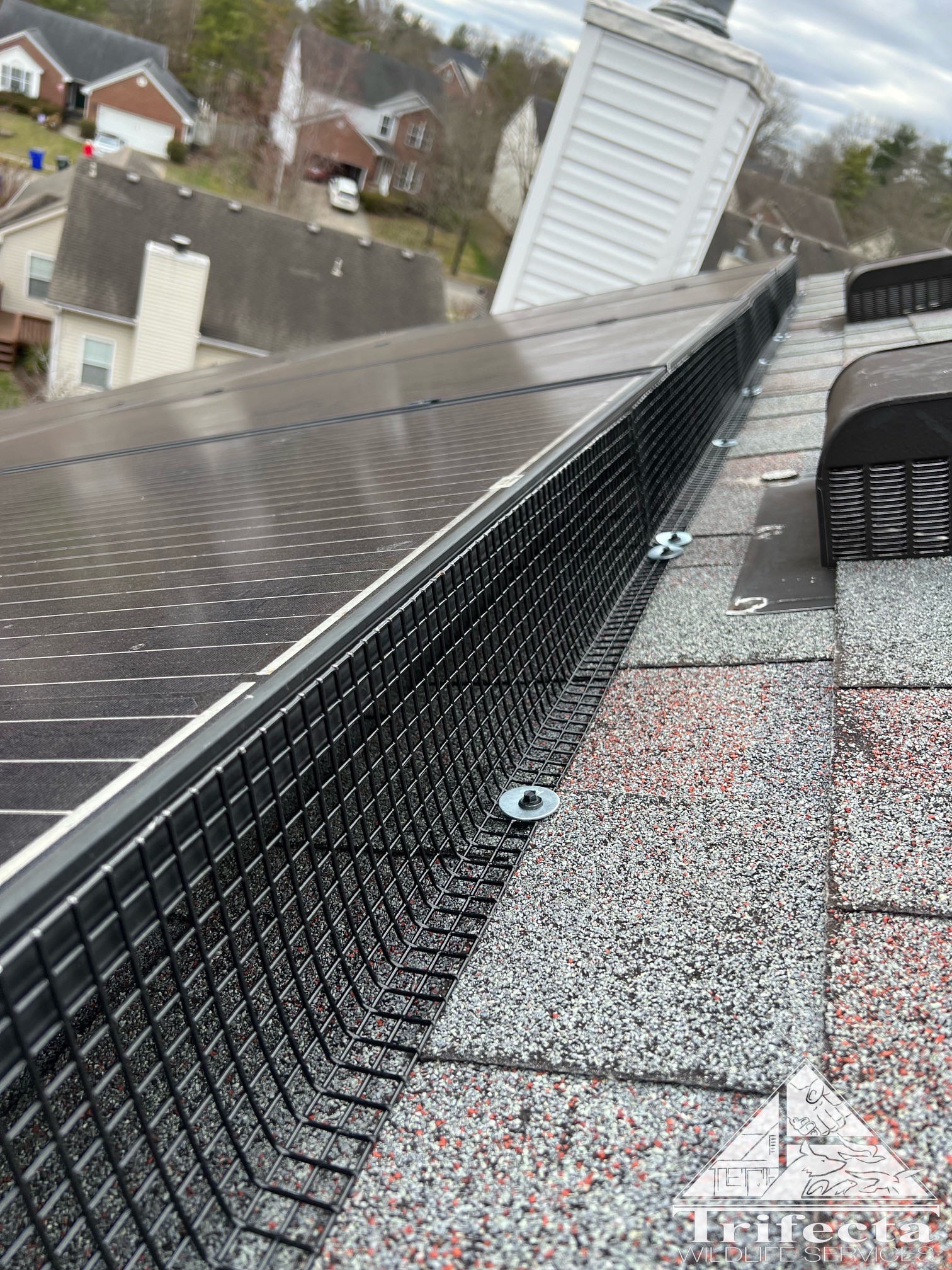 Solar Panels + Squirrels = $$$ Costly Problems