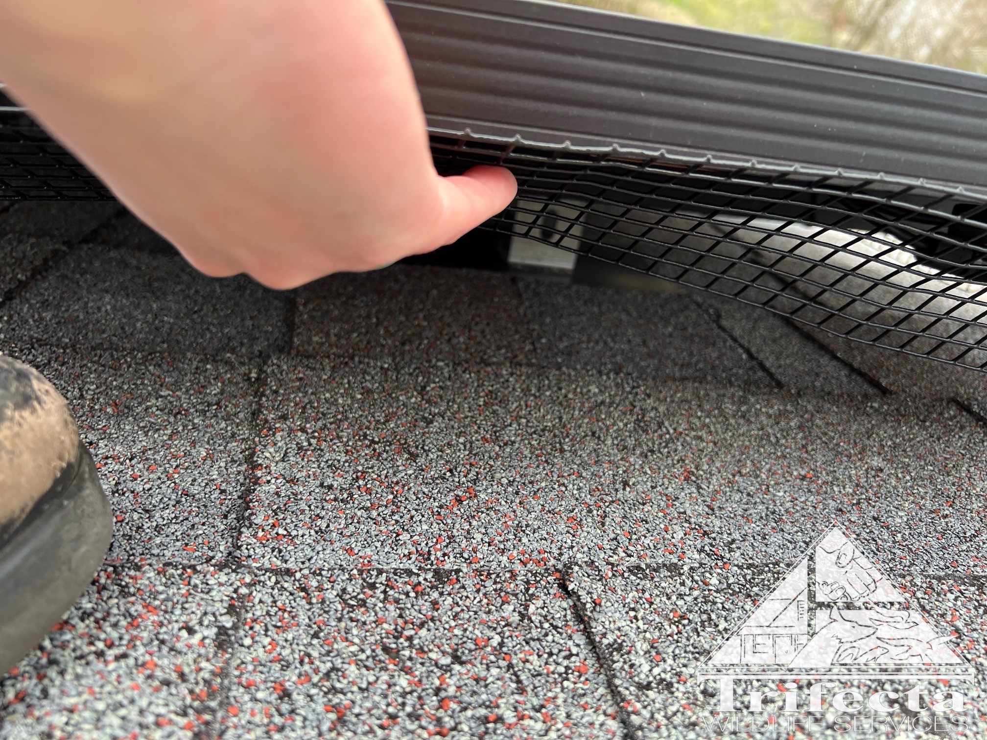 Solar Panels + Squirrels = $$$ Costly Problems